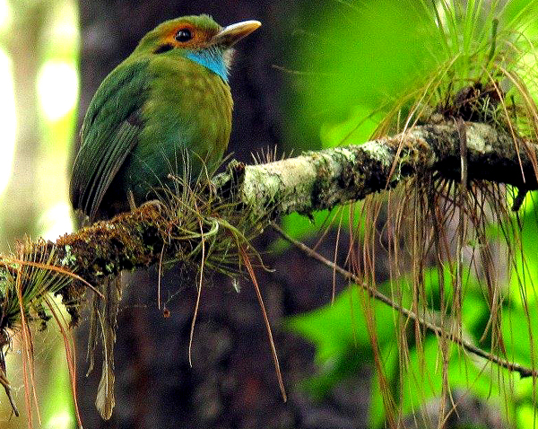 Bellas Aves de El Salvador: Aspatha gularis (momoto garganta azul ...