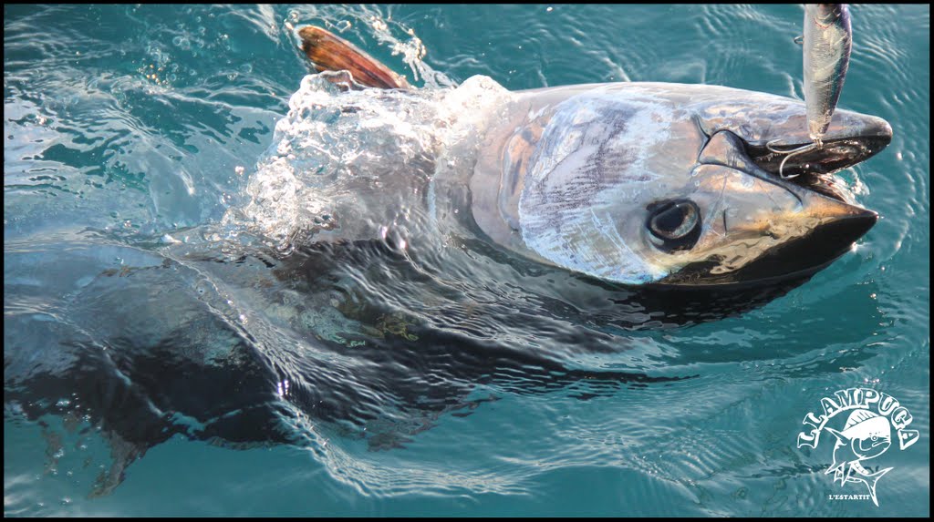 ATUNES EN SUPERFÍCIE - 1era PARTE, INTRODUCCIÓN