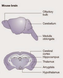 LAPORAN PRAKTIKUM FISIOLOGI HEWAN EDISI KULAP UPI ~ Catatan Guru Biologi