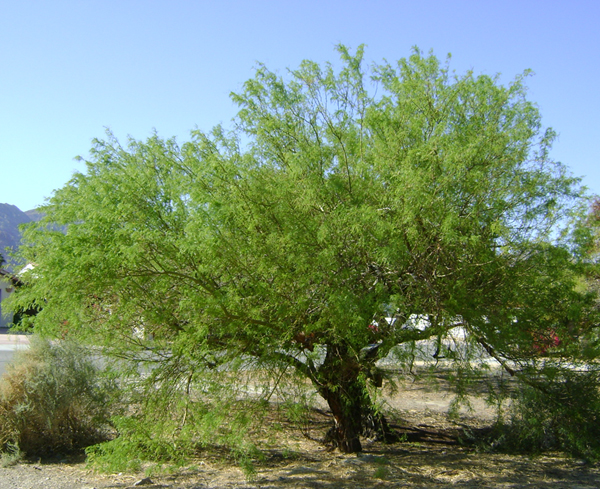 Barefoot Swan: Magnificent Mesquite