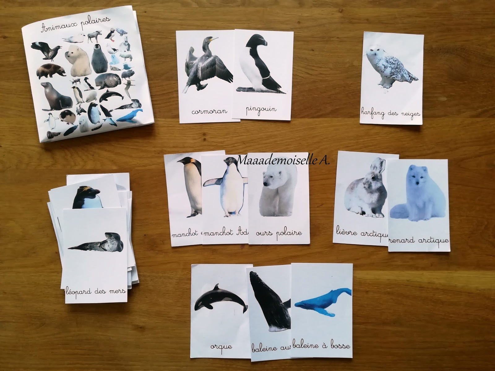 Maaademoiselle A.: || Nos activités sur les animaux polaires