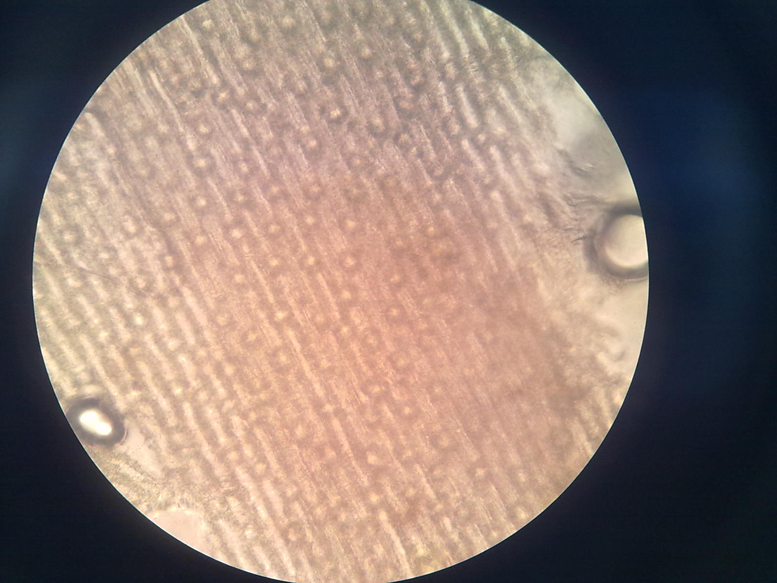 Jendela Biologi: Derivat Epidermis