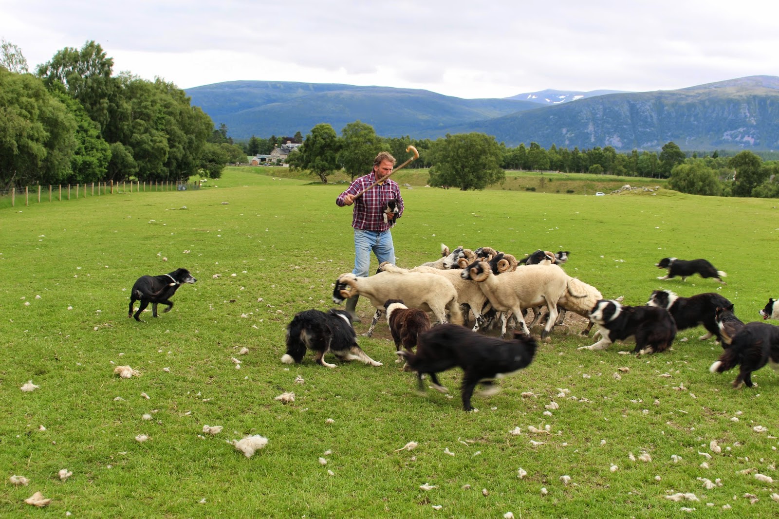 Scotland 2014: Visit to Leault Farm, a Working Sheep Farm