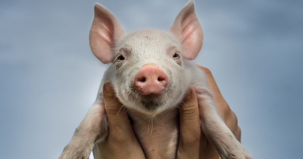 The Global Miller: 28/04/2017: The underestimated uses of fishmeal and ...