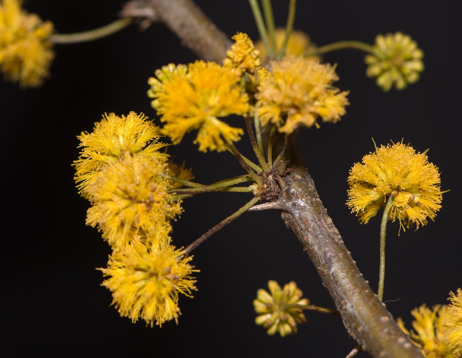 FOTOGRAFIAS DE LA FLORA AUTOCTONA DEL URUGUAY: ESPINILLO