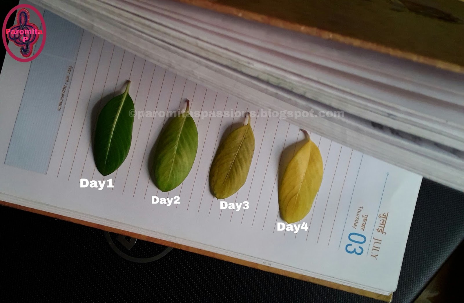 Leaf Pasting Activity - Paromita's Passions