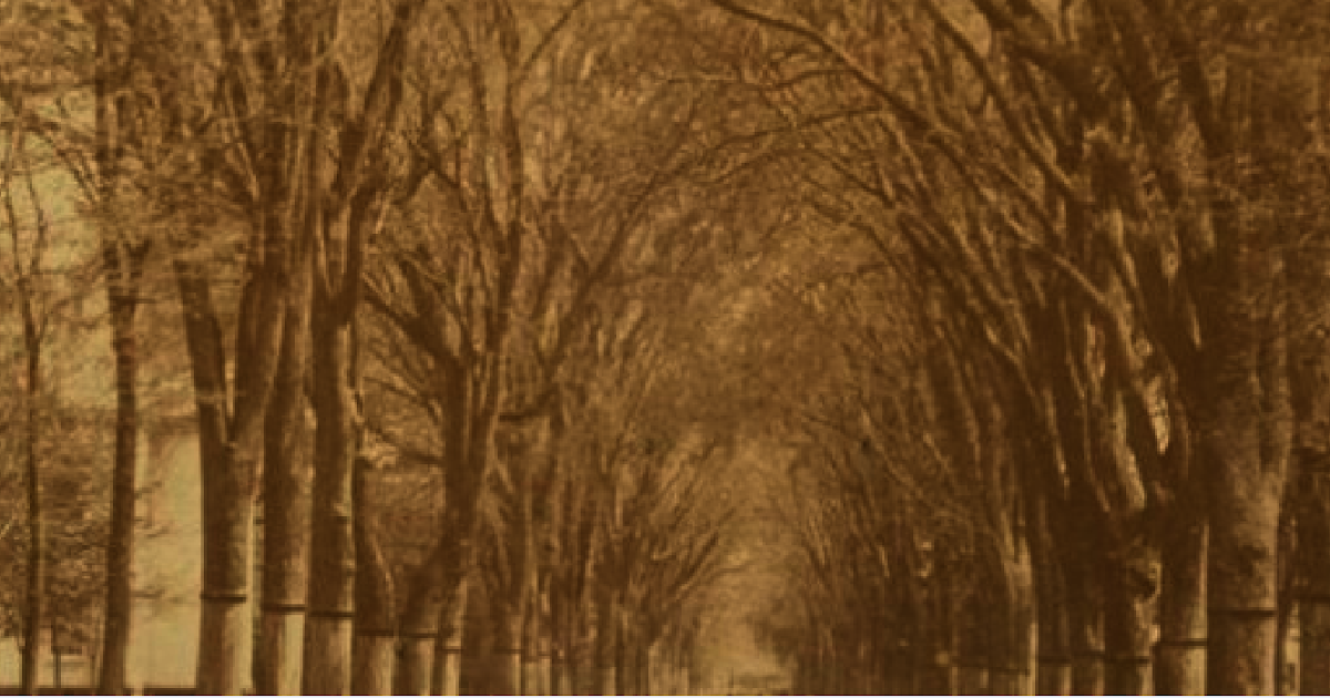 The Lofty Roof of an Unhewn Cathedral