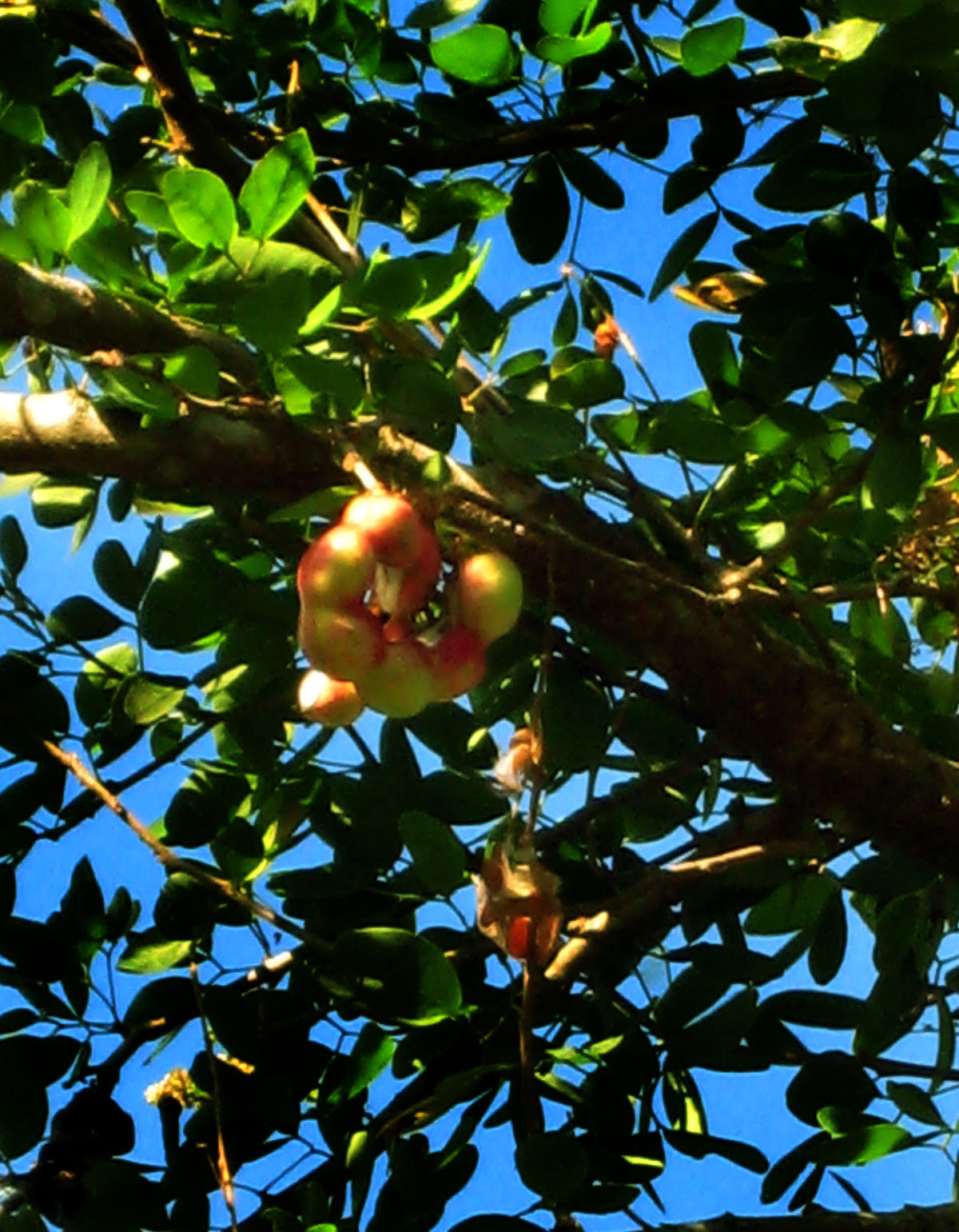 ChamoruBoy: Gi Annai Dumådångkulu Yu'