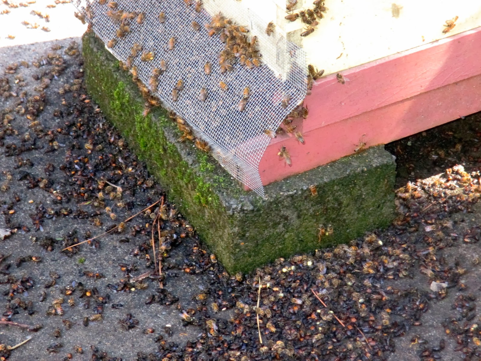 Linda's Bees: Winter Bee Deaths - and Still a Strong Hive