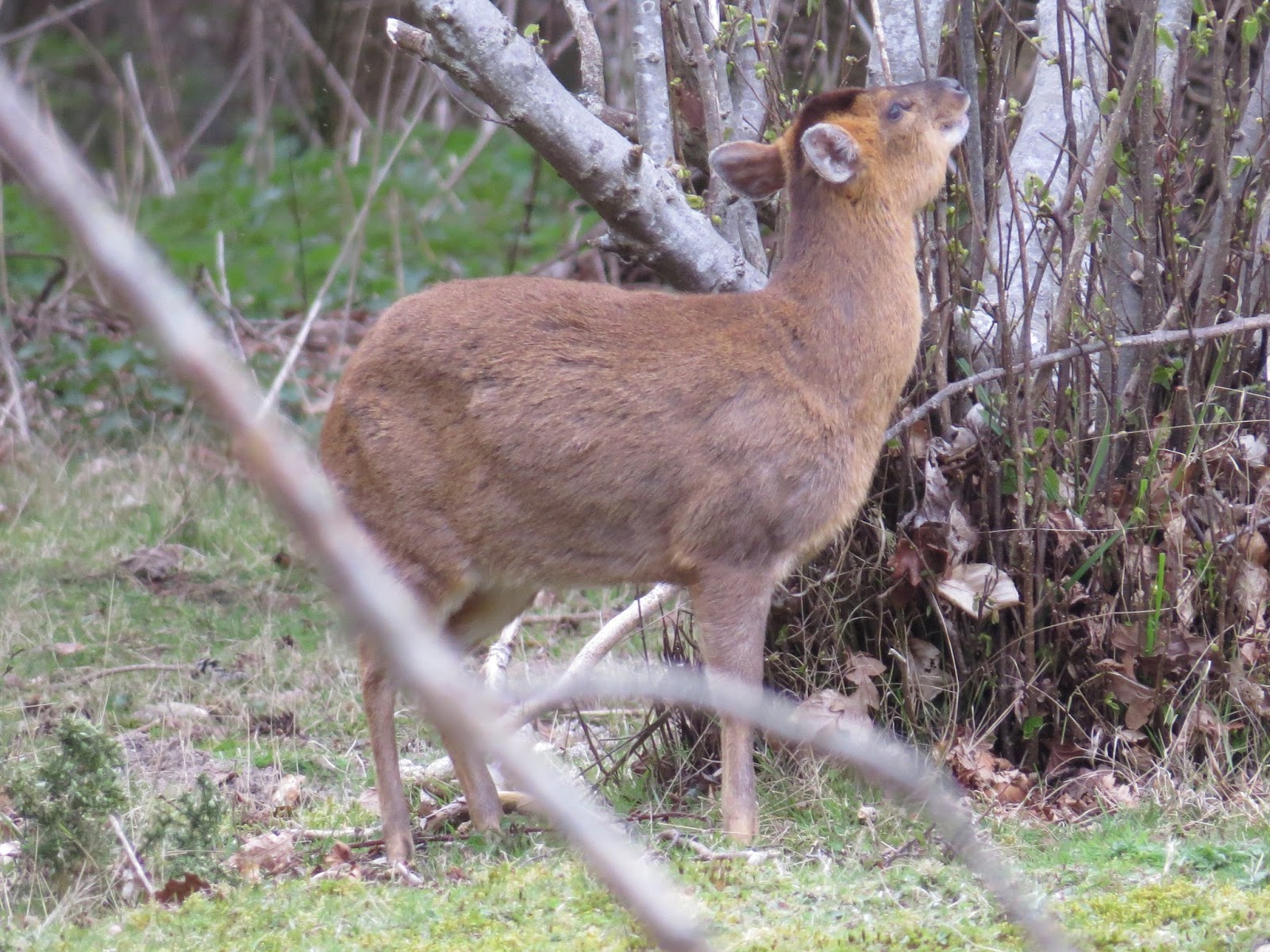 The Autistic Naturalist: April 18th Minsmere
