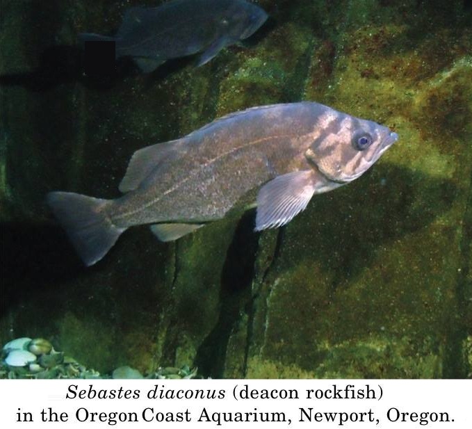 Species New to Science: [Ichthyology • 2015] Sebastes diaconus • A New ...