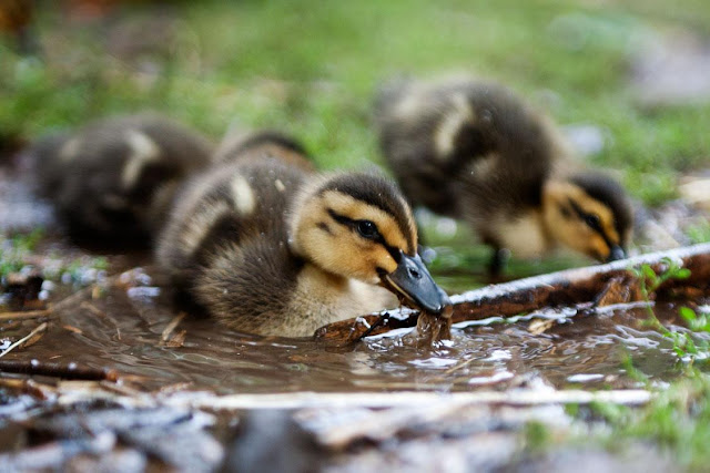 Black Dog Barnyard: New Additions - Rouen Ducks