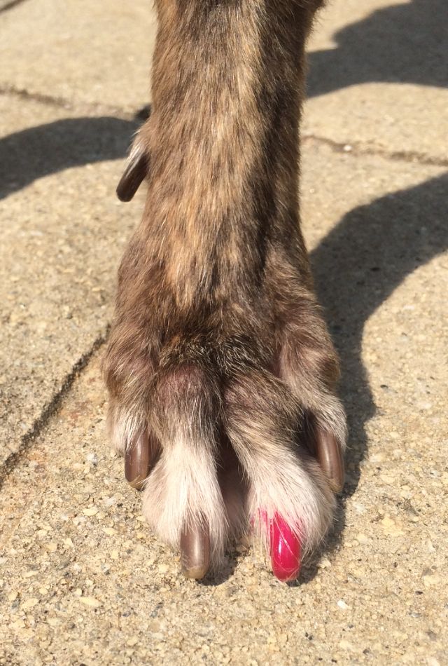 NEVER SAY NEVER GREYHOUNDS: Seven's Toe Amputation