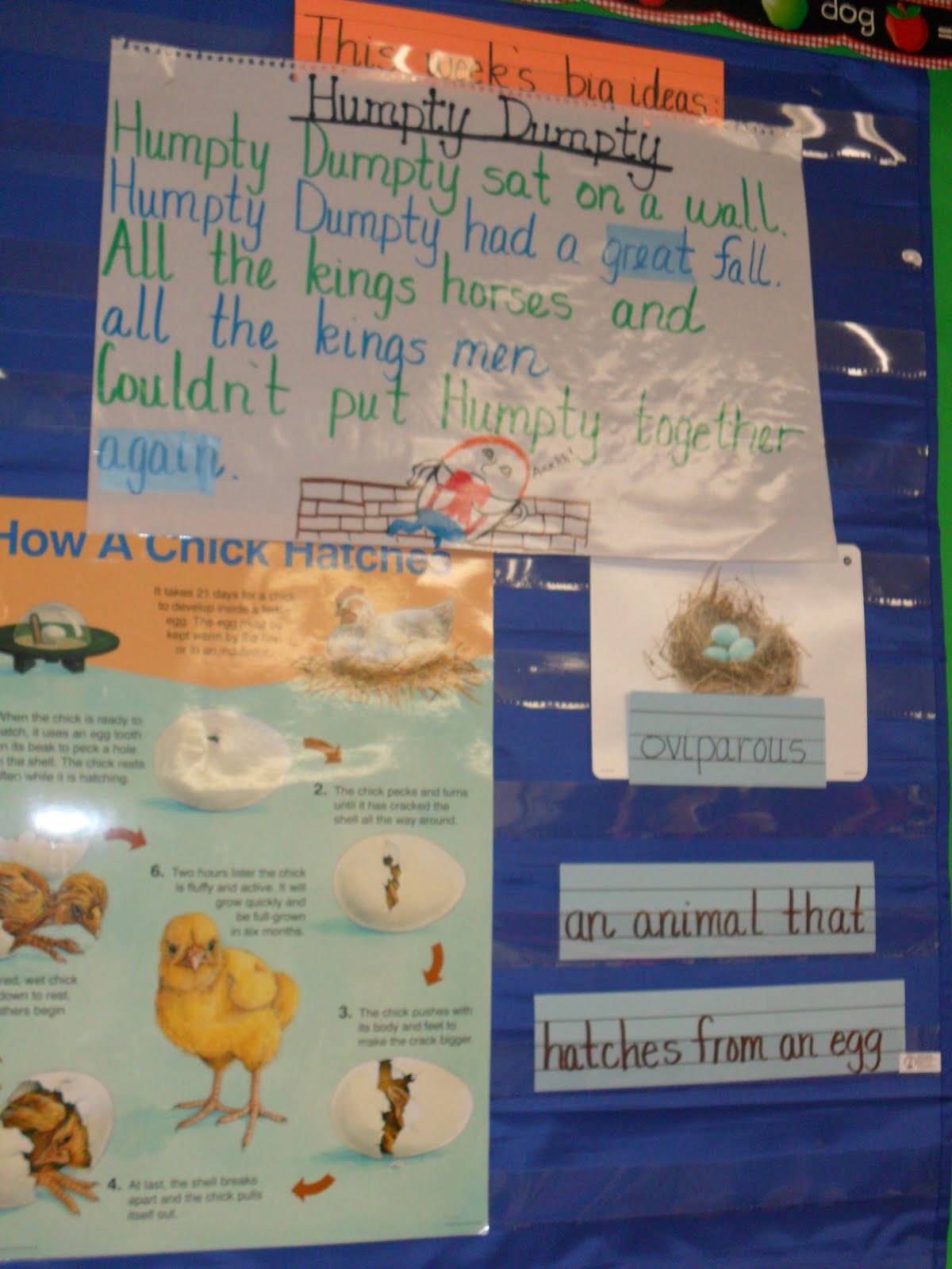 .: Oviparous Animal Week