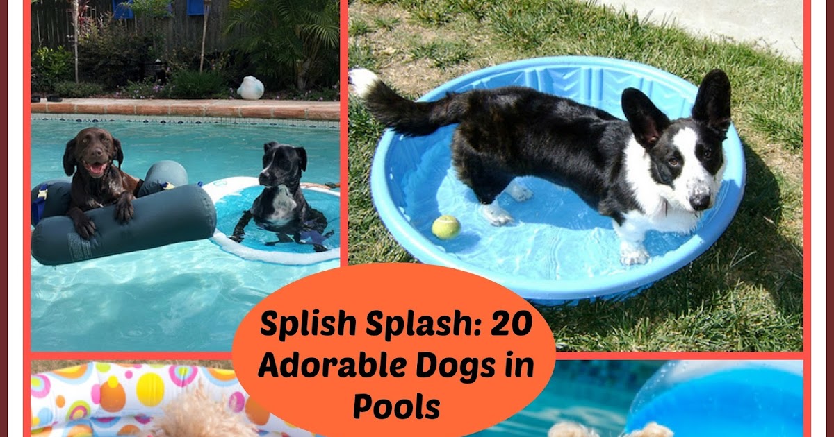 Splish Splash: 20 Adorable Dogs in Pools