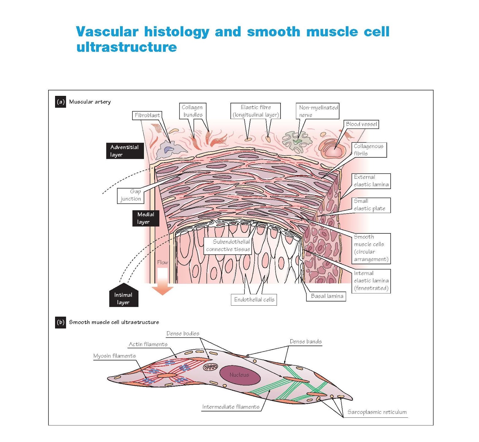 Vascular Histology And Smooth Muscle Cell Ultrastructure - pediagenosis