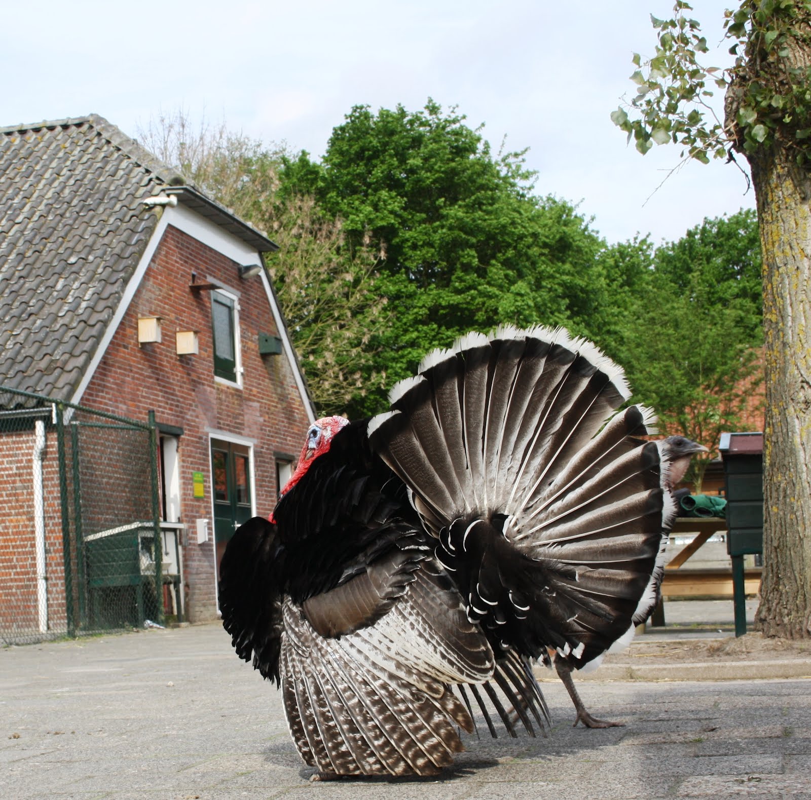kinderboerderij winschoten: kalkoen