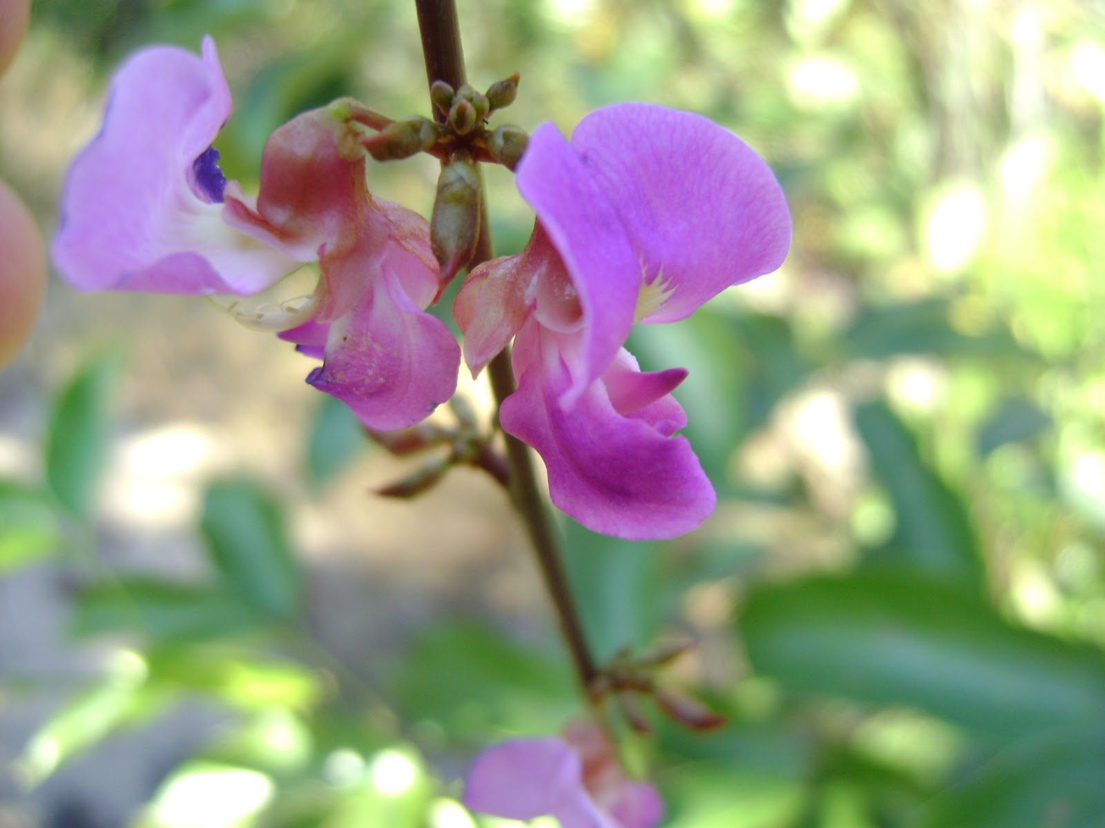 Fabaceae - Leguminosae no Brasil: Fabaceae - Dioclea bicolor Benth.