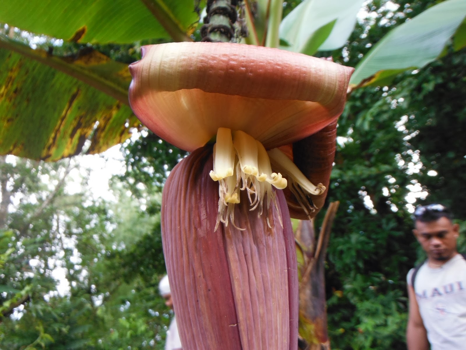 Island Food Community of Pohnpei