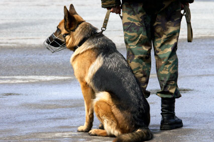 Big German Shepherds: Military German Shepherd