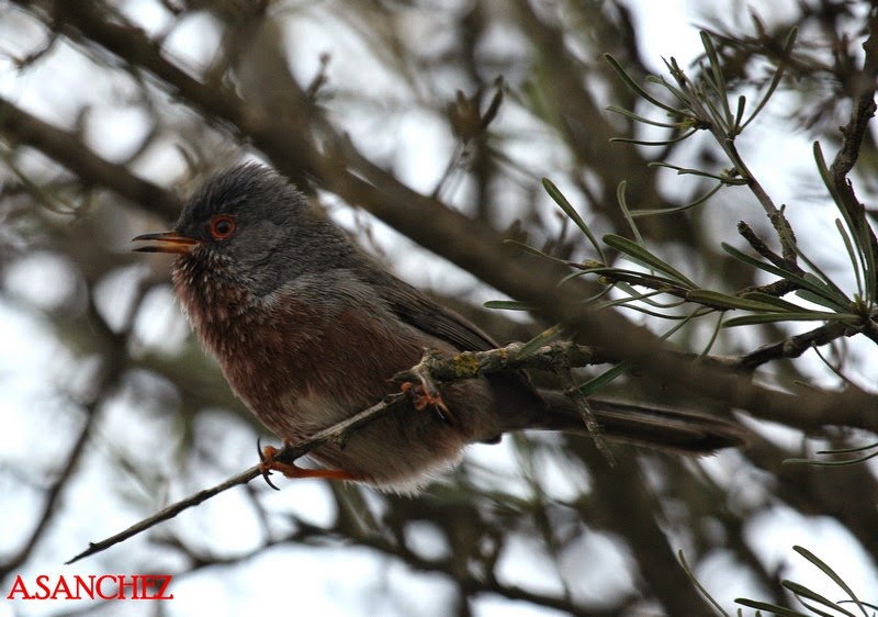 Aves de Aragón : Curruca rabilarga