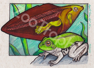 ZooTrophy Animal-a-Day Database: Creature Feature #576: Paradoxical Frog
