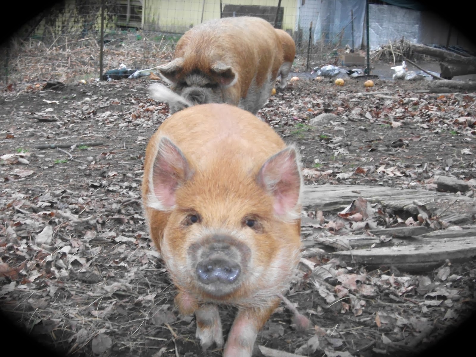 A Kiko Goat Farm: Kunekune pigs new to our farm