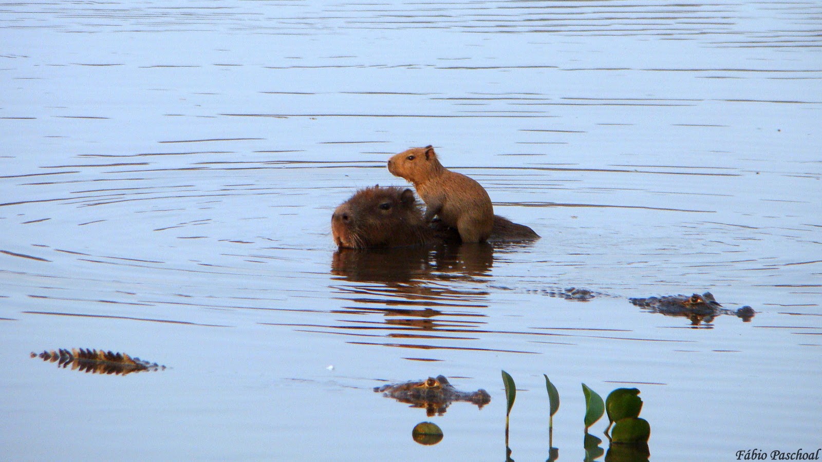 Wildlife Brazil: Capybara/ Capivara