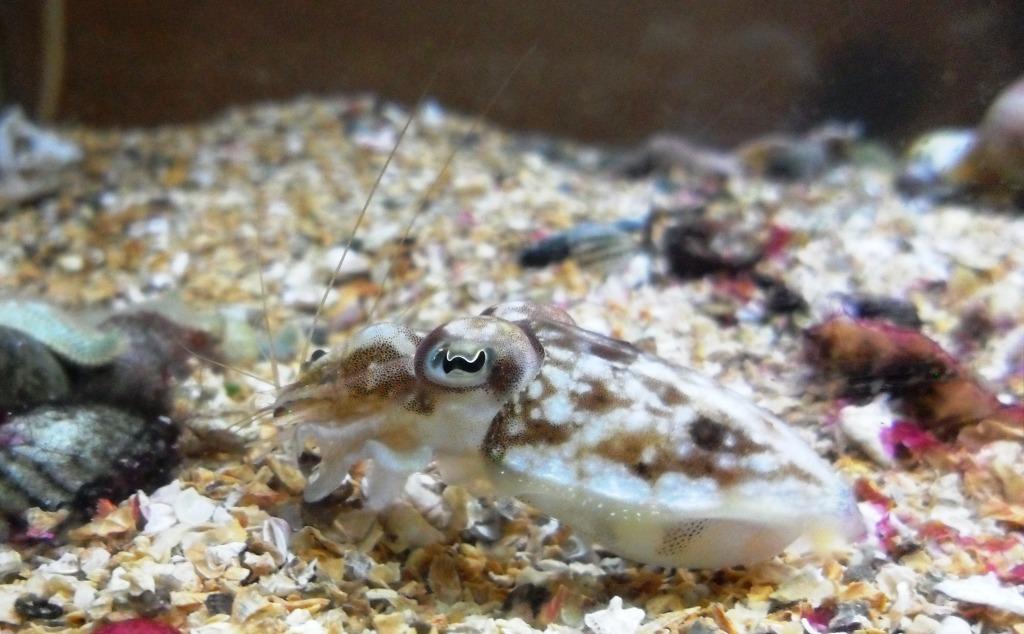 Bicycles and the Sea: Sepia officinalis Common cuttlefish in Native ...