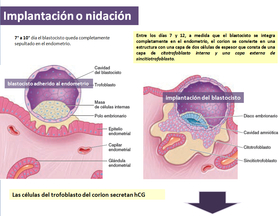 Implantación 28/05/14 ~ BLOG DE FISIOLOGÍA BASICA