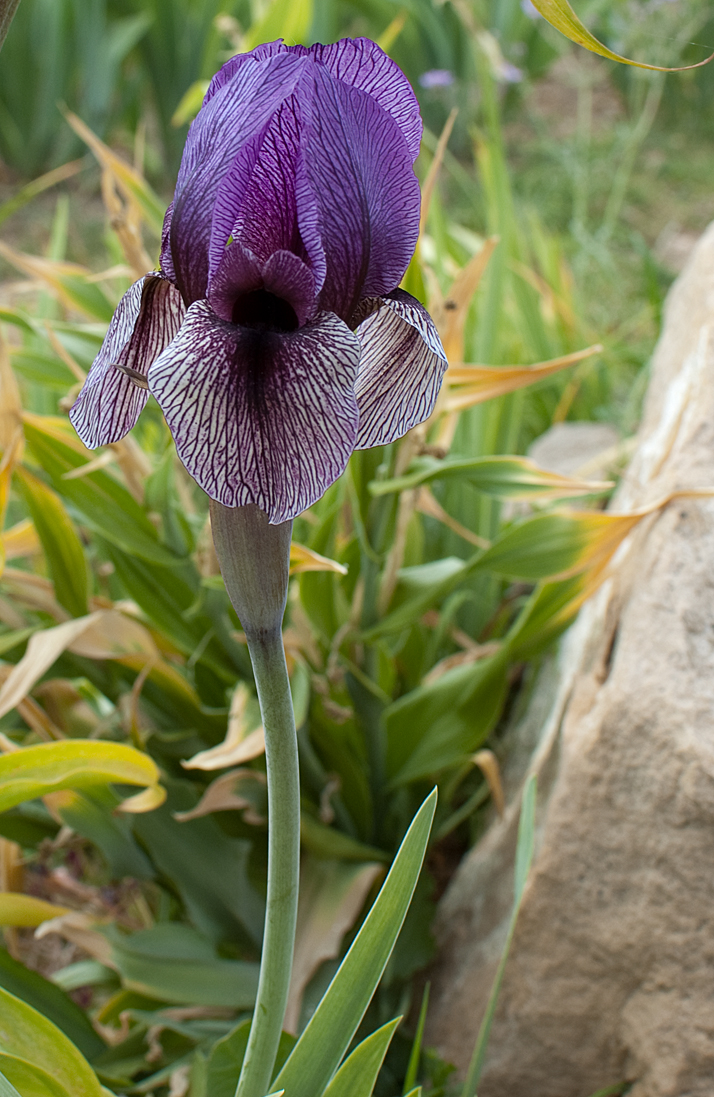 En Irismark i Spanien: Aril iris 2017