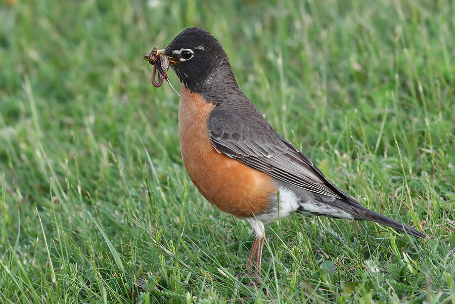 The Bruce Mactavish Newfoundland Birding Blog: A Stir Fry for American ...