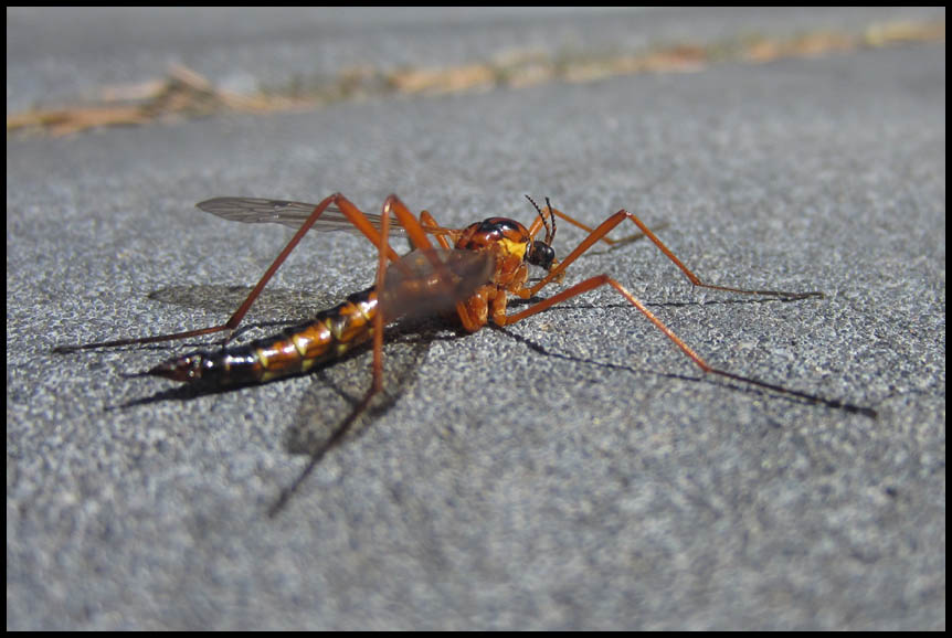 krabbenvangen: Mooie langpootmug