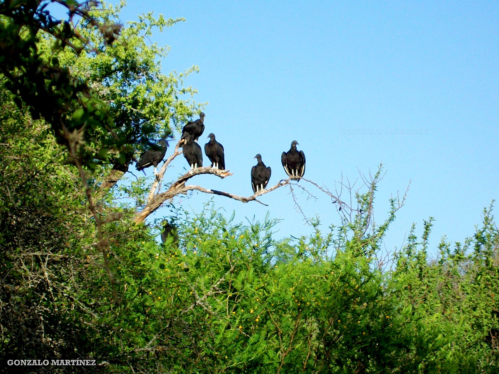 Photography-Fotografía: Aves - Birds