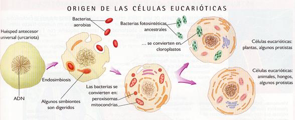 La historia de la biología... Evolución.: Teoría de la endosimbiosis