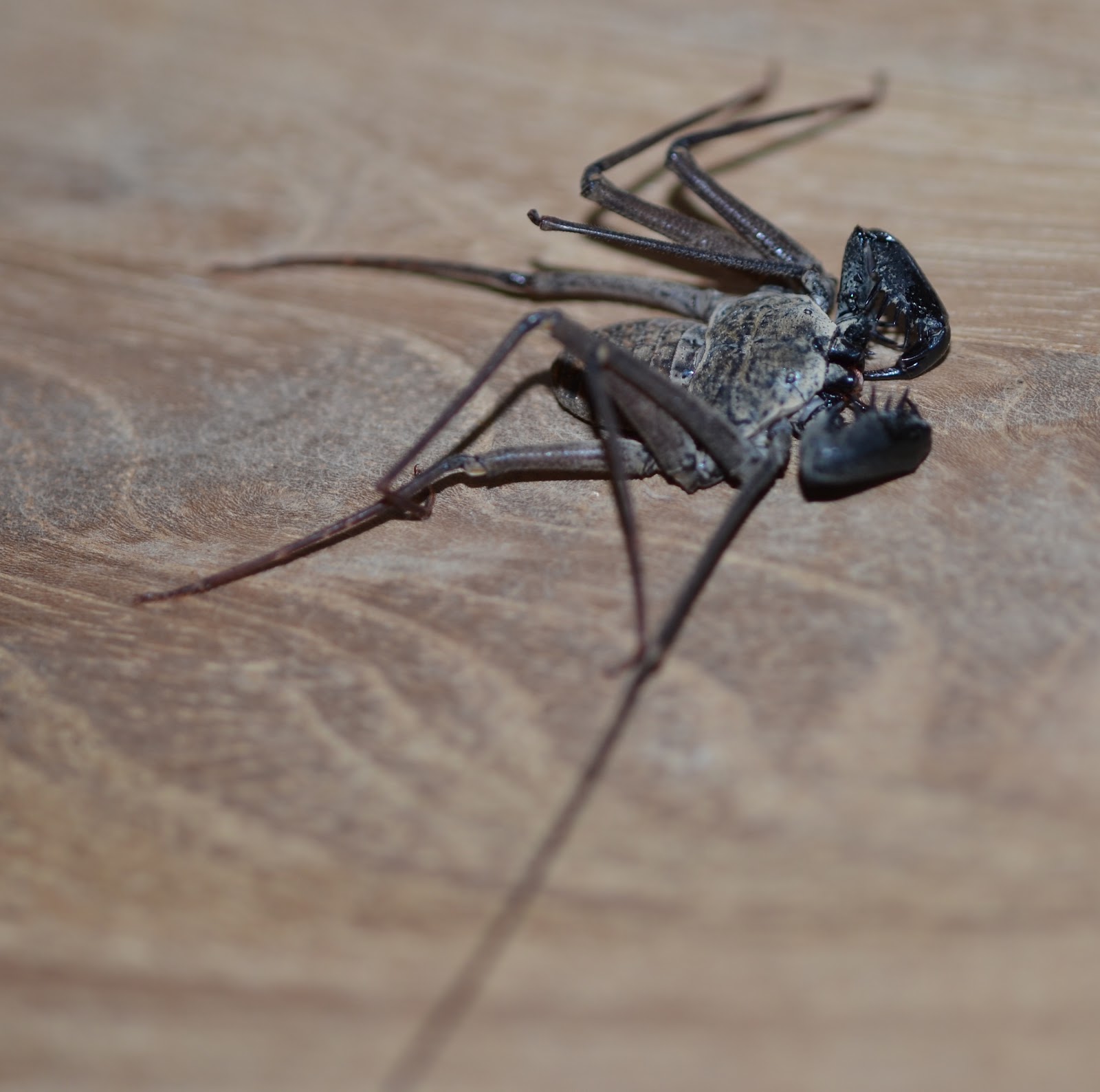 Hiking Curaçao - Flora and Fauna: Cave Spider - Grottenspin