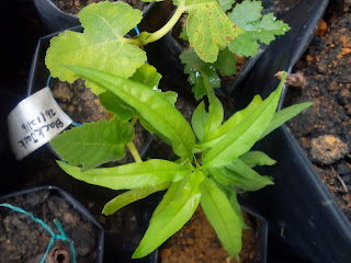 My AGRI LOG: PERCUBAAN UNTUK MENYEMAI POKOK PEACH