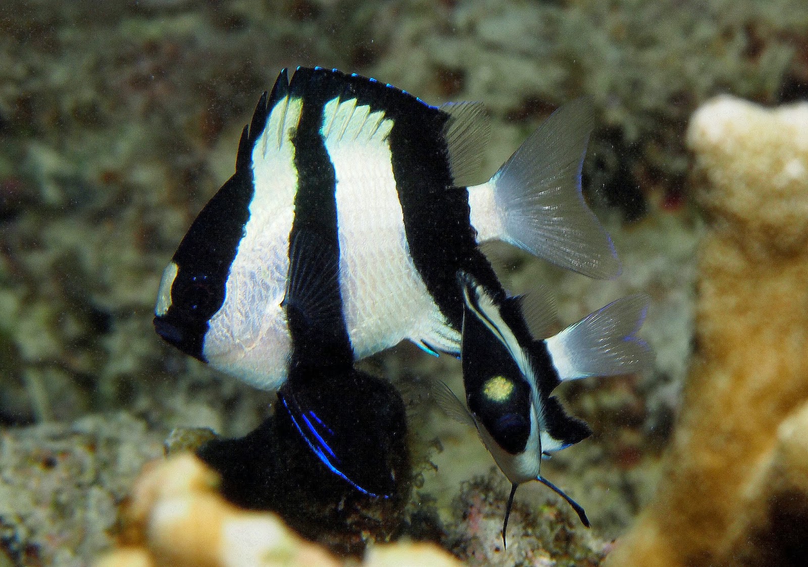 Cruising On SY Sooke: Fish Eye Piti Bomb Pit Guam Close Up Macro Photos