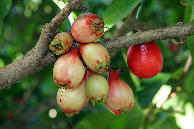 Fruit Warehouse: Jambu Bol (Syzygium malaccense)
