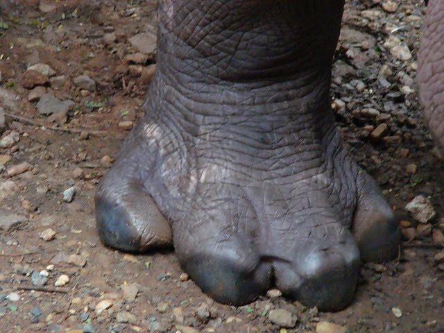 Animais: O que é um equideo?