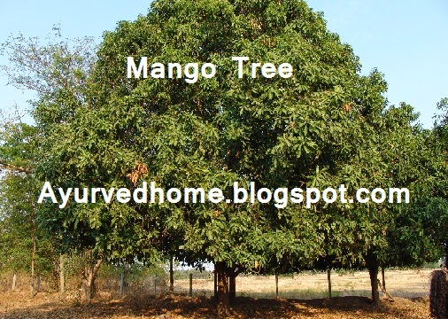 Ayurveda Home and Remedies with Nature: Introduction to Mango Tree in ...