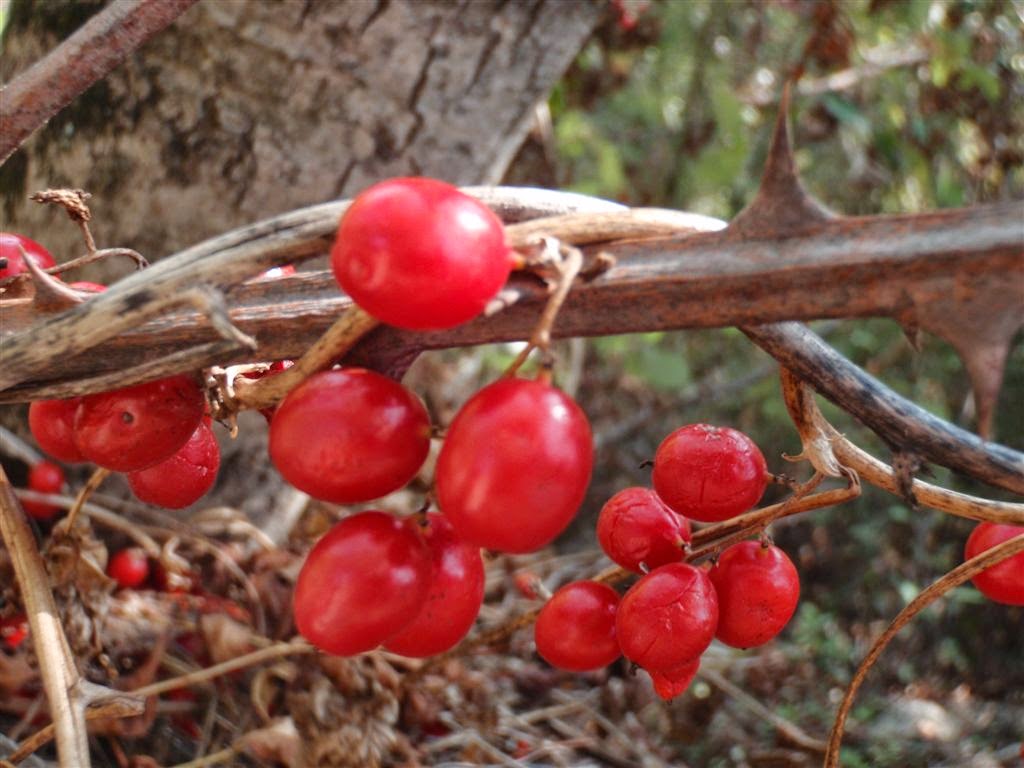 El blog de Campo (Huesca): Frutos del monte