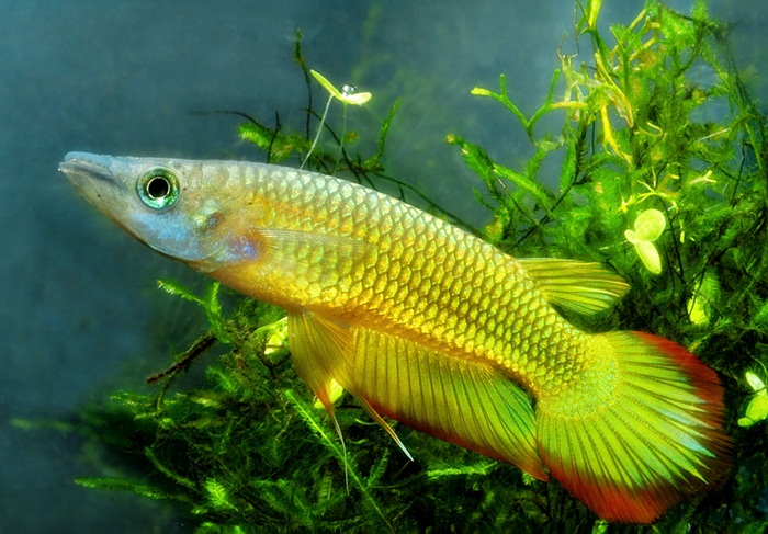 Golden Wonder Killifish - Akuarium Ikan Hias