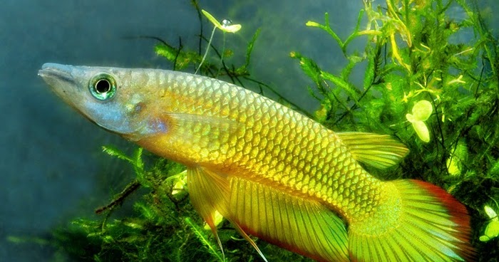 Golden Wonder Killifish - Akuarium Ikan Hias