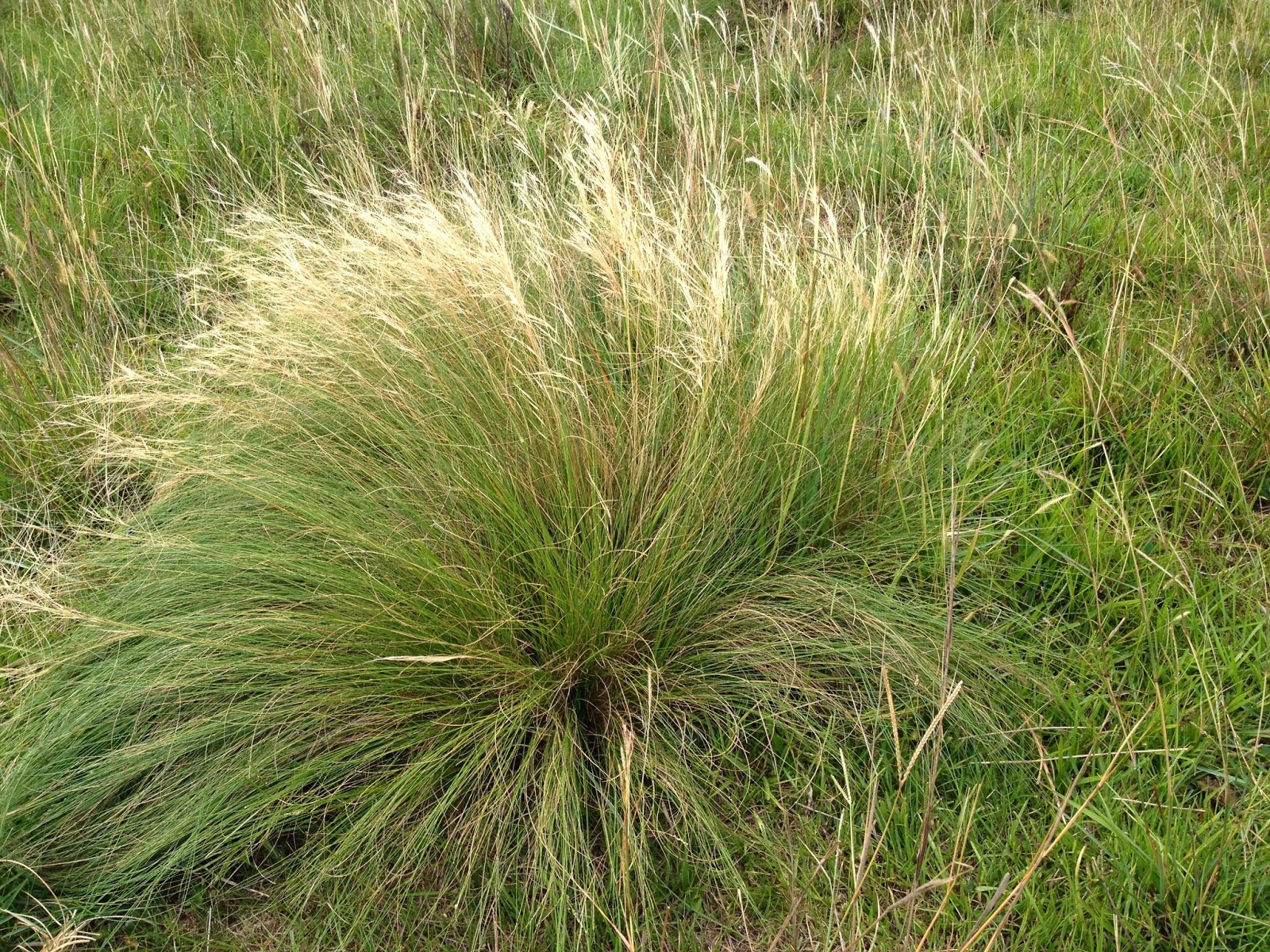 Planta Barba De Bode - FDPLEARN