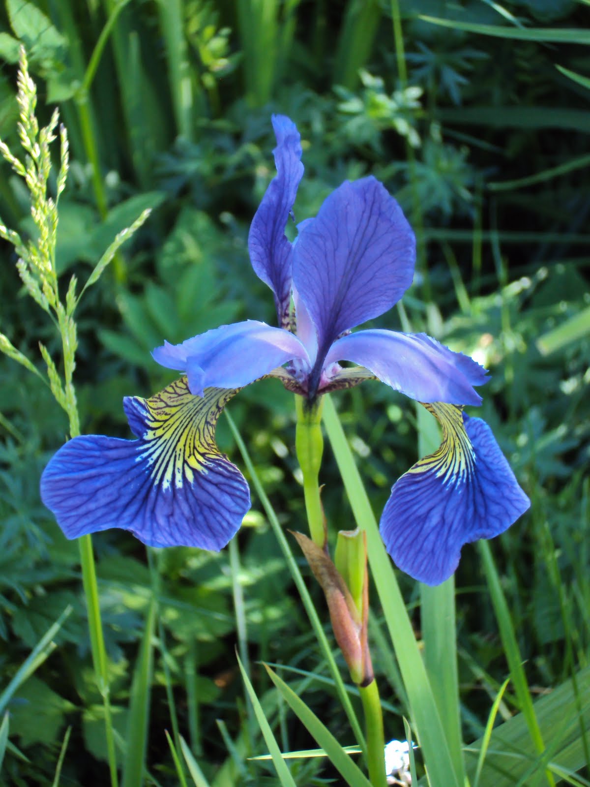 Irishaven: Mine iris