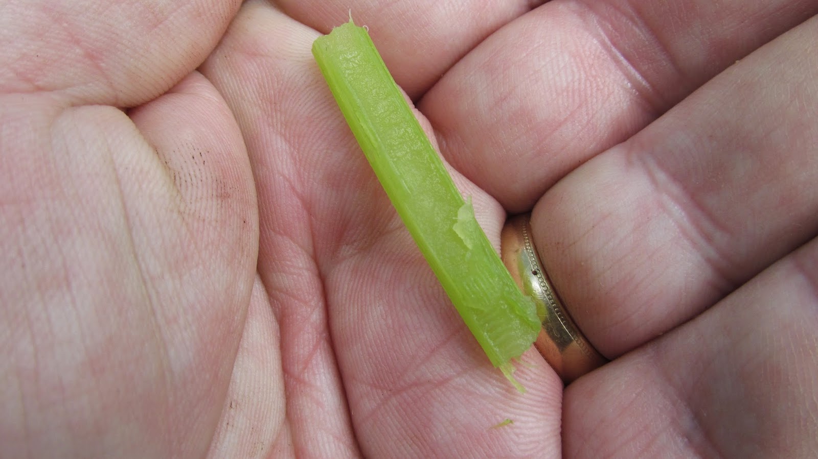 BUZZARD BUSHCRAFT: Blackberry Shoots