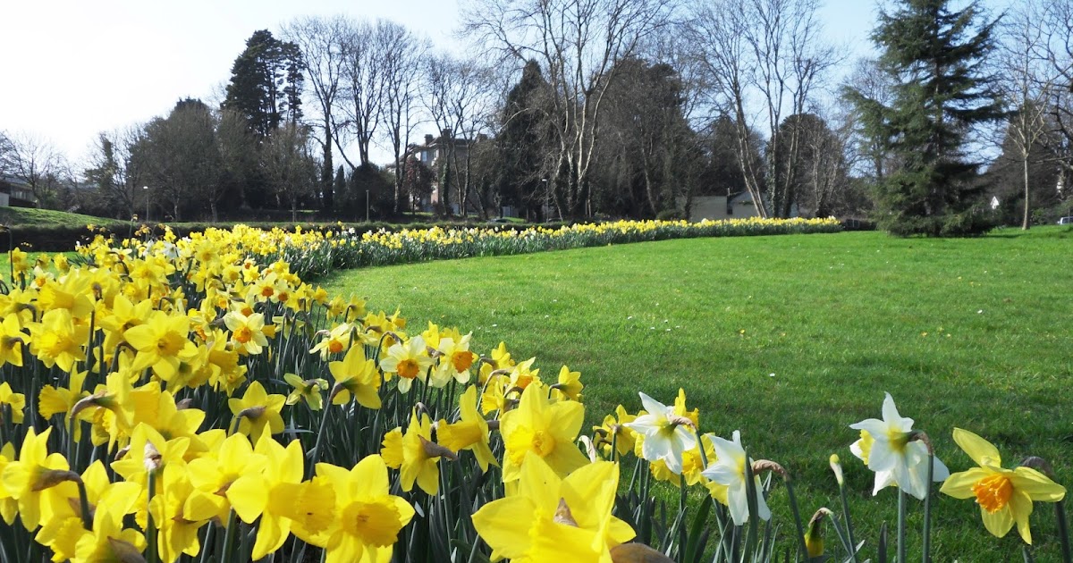 Mike's Cornwall: From Charitable Daffodils to Loot and Extortion