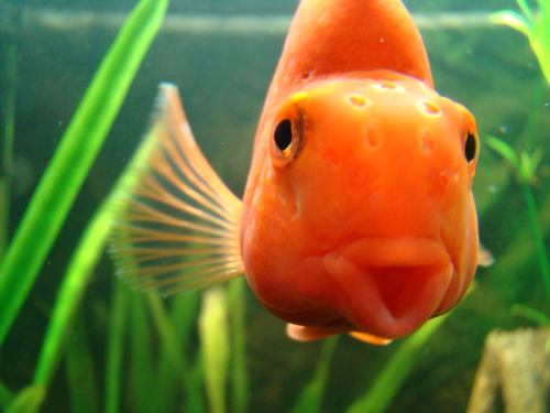 Acuarios de Agua Dulce: Red Parrot (Pez Loro)