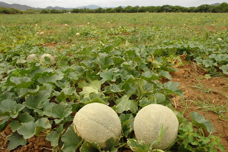 Manual del cultivo del melón. 1ª parte - ASESORÍA GLOBAL GAP Y ...